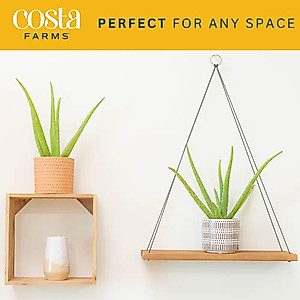 Costa Farms Aloe Vera (2 Pack), Live Succulent Plant, Easy Care Indoor Houseplant in Grower Pot, Natural Room Air Purifier in Soil, Living Room or Office Décor, New House Warming Gift, 12-Inches Tall