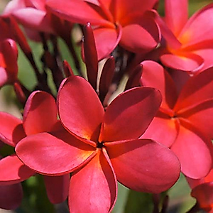 Set of 4 100% Hawaiian Plumeria (Frangipani) Plant Cuttings....From a PEST-FREE certified Hawaiian nursery with the proper U.S. Department of Agriculture stamp.