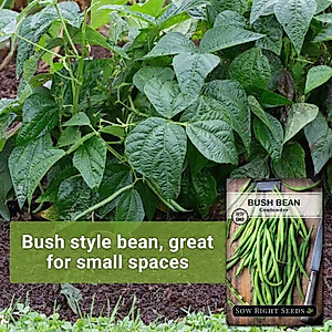 Sow Right Seeds - Contender Bush Bean Seed for Planting - Large & Delicious Green Beans to Grow - Easy to Grow, Large Pods - Non-GMO Heirloom Packet with Instructions to Plant a Home Vegetable Garden