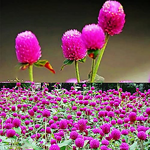 MOKALALA 20 Pcs Mixing Gomphrena Seeds | Non-GMO | Gomphrena globosa Seeds for Planting Home Garden