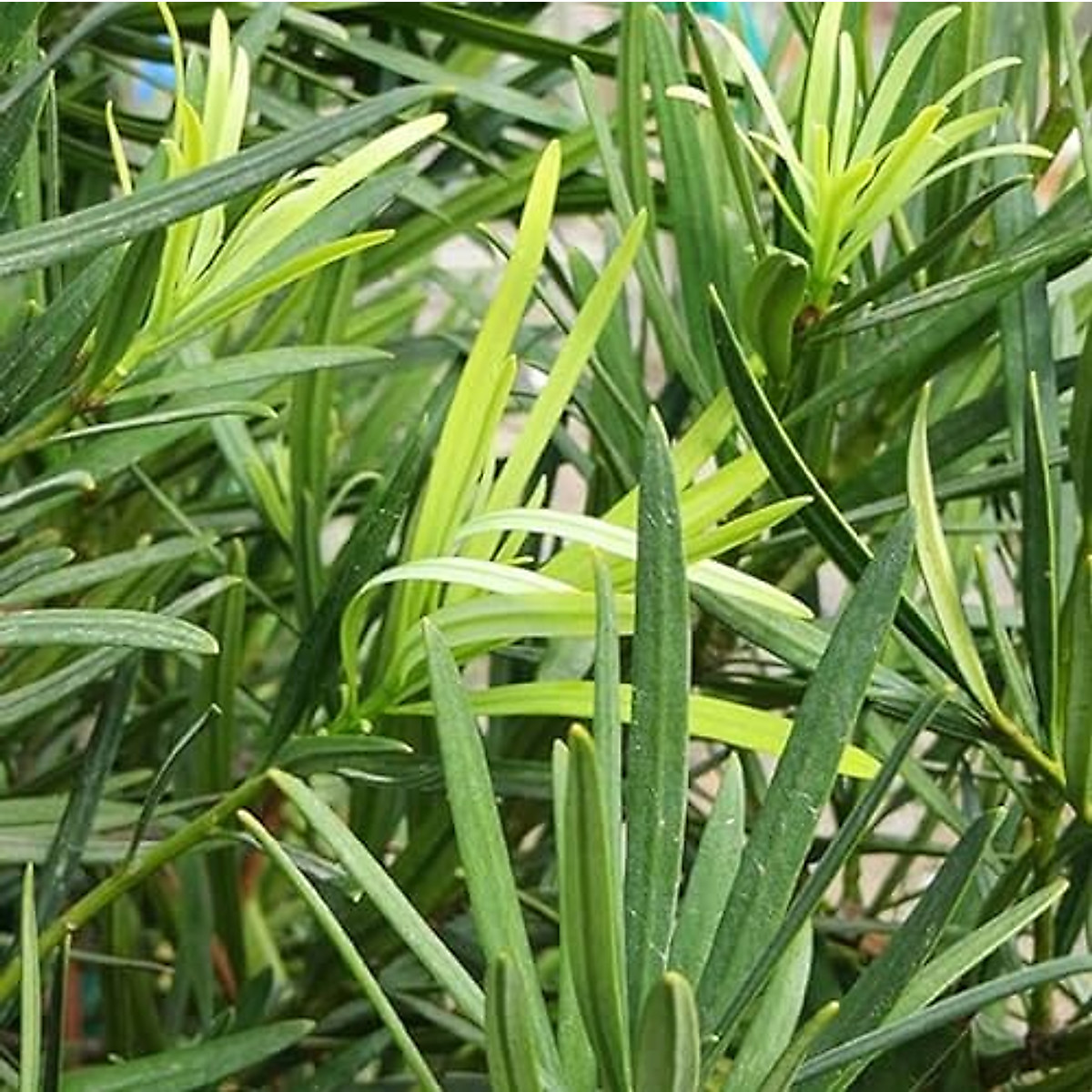 CHUXAY GARDEN Chinese Podocarpus Seeds for Planting Privacy Screen Dwarf Shrubs Evergreen Conifer Bushes Podocarpus Macrophyllus Seed 30 Seeds Hardy Tree Fast Growing Great for Bonsai