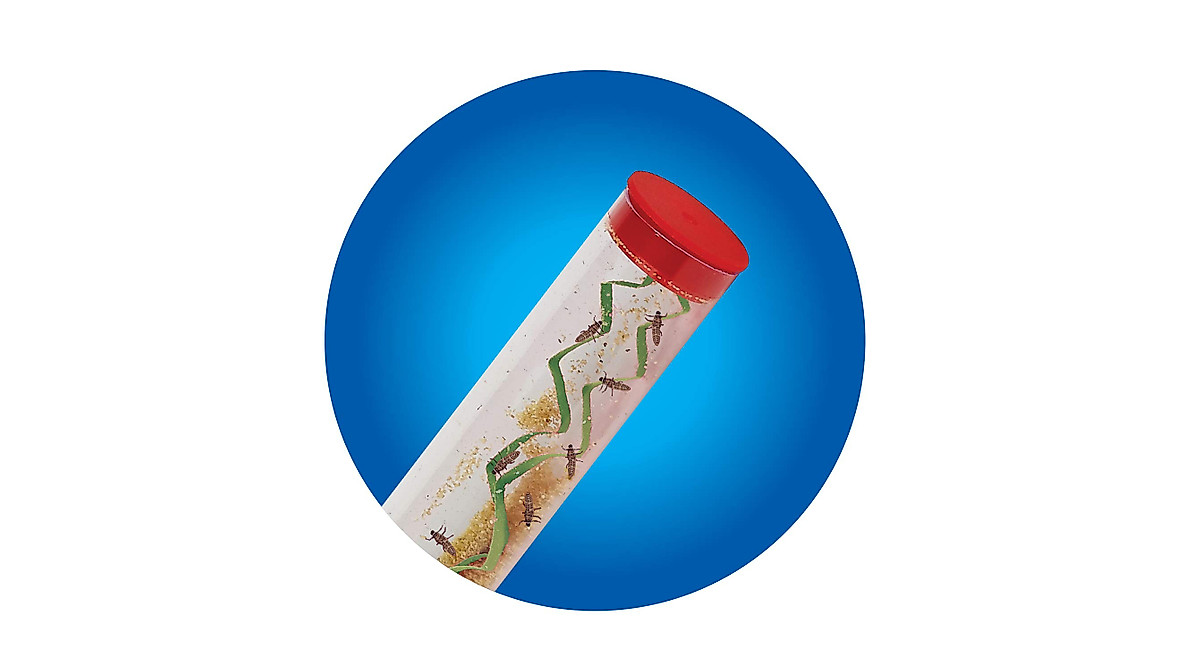 Insect Lore Ladybug Larvae Tube - Learn & Raise Live Pink Spotted Bugs