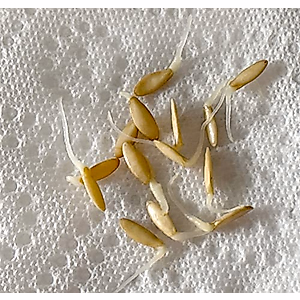 US Grown! 30+ Persian Beit Alpha (a.k.a. Lebanese) Cucumber Seeds Heirloom Non-GMO Burpless Sweet Non-Bitter and Acid Free, Crispy and Sweet, Fragrant and Delicious, Cucumis sativus, Grown in USA!