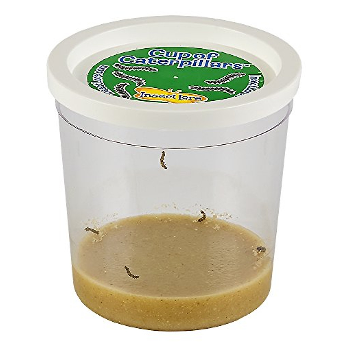 Insect Lore 5 Live Caterpillars Cup of Caterpillars Butterfly Kit Refill - Plus Butterfly Life Cycle Stages Toy Figurines - Shipped Now