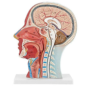 Brain Model Anatomical Medical Scientific Education Human Head Brain Neck Median Section Study Model with Muscular Vascular Internal Structure