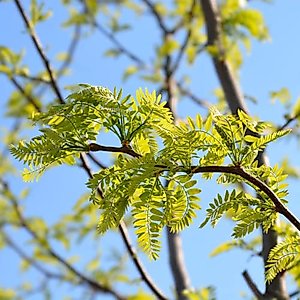 CHUXAY GARDEN 10 Seeds Gleditsia Triacanthos,Honey Locust Seed,Common Honey Locust Elegant Large Deciduous Tree Produce Honey Fast Growing