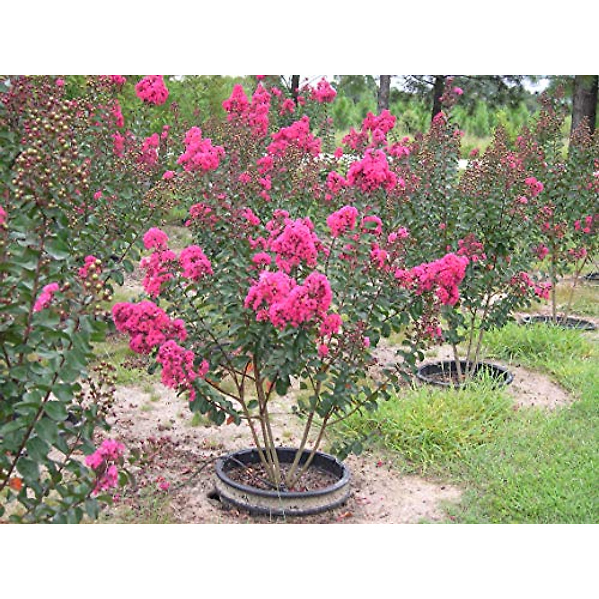 1195B-Dwarf Pink Crape Myrtle (Lagerstroemia Indica) Seeds by Robsrareandgiantseeds UPC0764425788461 Non-GMO,Organic,USA Grower,Bonsai,Showy, Butterfly Flower,1195-B Package of 10 Seeds