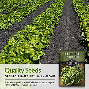 Survival Garden Seeds - Buttercrunch Lettuce Seed for Planting - Packet with Instructions to Plant and Grow Rose Tinted Bibb Style Lettuce in Your Home Vegetable Garden - Non-GMO Heirloom Variety