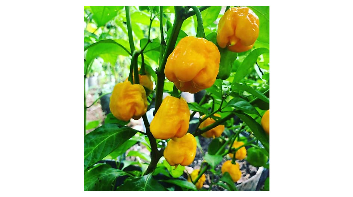 Yellow Trinidad Moruga Scorpion Seeds - Extreme Heat! Grow Your Own