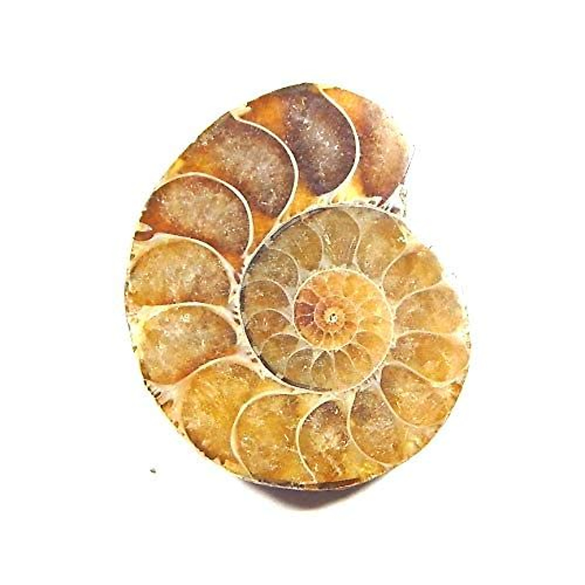 phoenix888 Golden Dakshah Sudarshan Shaligram 2cm - 2.5cm from Kali Gandaki