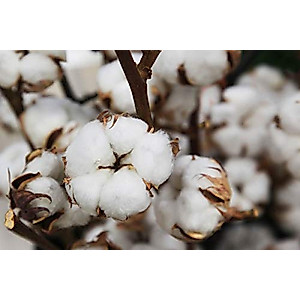 KVITER White Cotton 25 Seeds - Gossypium Hirsutum Cotton Plant, Easy Grow Perennial Shrub Upland Cotton, Winter Hardy Showy Flowers Plants, Mexican Cotton Seeds for Growing