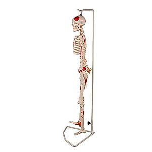 Ultrassist Human Skeleton Model, 33.5" Half Life Size Skeleton Replica with Spinal Nerves, Muscle Insertion and Origin Points, Includes Joint Ligaments for Human Anatomy Study, Hanging Style