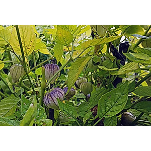 Purple Chinese Lantern Seeds for Planting - 50 Seeds - Exotic Garden Seeds - Ships from Iowa, USA