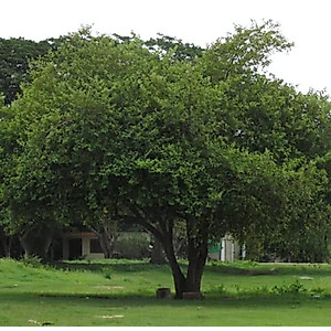 CHUXAY GARDEN Ziziphus Mauritiana-Indian Jujube,Indian Plum,Chinese Date,Chinese Apple Dunks 10 Seeds Tropical Fruit Tree Gardening Gifts Survival Gear Fruit Seeds Low-Maintenance