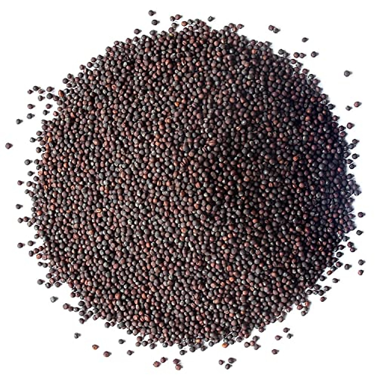 Organic Broccoli Seeds for Sprouting, 1 Pound – Non-GMO, Vegan, Kosher, Sirtfood, Bulk. Rich in Sulforaphane, Vitamin C. Grow Sprouts, Microgreens for Salads, and Sandwiches. High Germination Rate.