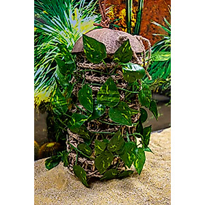 Lizard Lounger Penn-Plax Reptology for Bearded Dragons, Iguanas, and Other Reptiles - Adjustable Hanging (Coconut Climber)