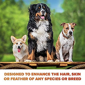 Panagenics | Pet Shampoo - Safe for ALL animals, Unscented, Contains Citrus and Aloe Active Ingredients - 16 ounce bottle