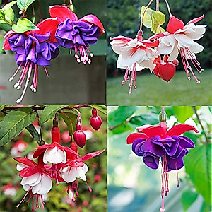 QAUZUY GARDEN 100 Fuchsia Seeds - Premium Mixed Colors Lantern Fuchsias Bell Flower, Ladies' Eardrop Seeds - Attract Pollinators - Showy Potted Hanging Baskets Bonsai Flower