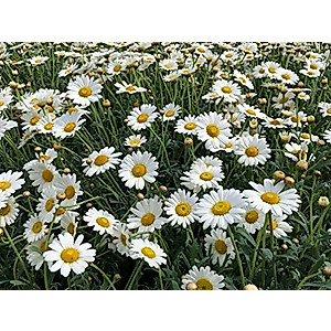Sow Right Seeds - German Chamomile Seeds for Planting - Non-GMO Heirloom Seeds; Instructions to Plant and Grow an Herbal Tea Garden, Indoors or Outdoor; Great Gardening Gift. (1)