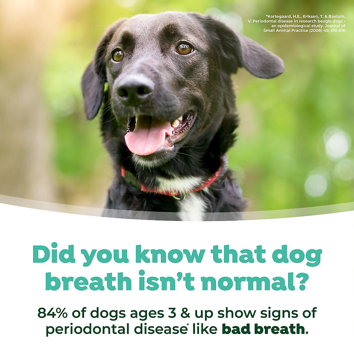 TropiClean Fresh Breath Plus Prebiotics for Digestive Support | Dog Breath Water Additive | Dental Care | Dog Breath Freshener | Simple Pet Teeth Cleaning | Made in USA | 16 oz