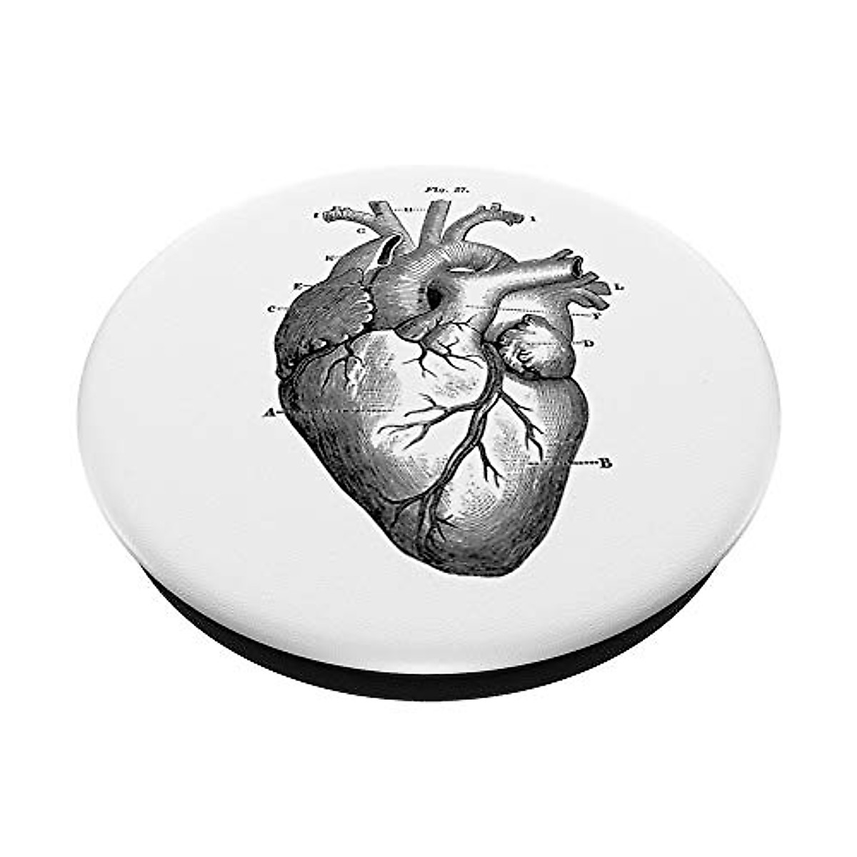 Vintage Heart Anatomical Drawing Cardiology Doctor Nurse