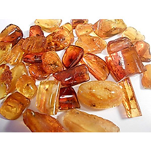 Genuine Fossil Baltic Amber Resin with Insect Inclusion from Lithuania with Free Magnifying Glass, Acrylic Display Stand, Fact Sheet & COA Bundle.