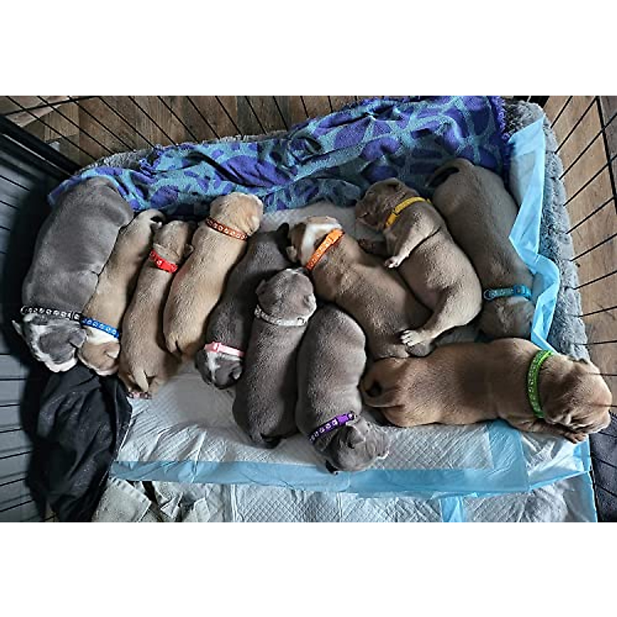 Flymind Puppy Collars, 19Pcs Whelping Puppy ID Collars with Bell Adjustable 19-32cm, Soft Nylon Litter Identification Dog Collars for Newborn Pets