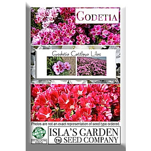 Godetia Cattleya Lilac Flower Seeds for Planting, 1500+ Flower Seeds Per Packet, (Isla's Garden Seeds), Non GMO & Heirloom Seeds, Scientific Name: Clarkia Amoena, Great Home Flower Garden Gift