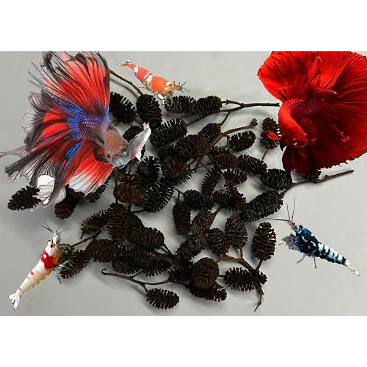Alder & Casuarina Cones Betta/Shrimp Tank Promotes Natural Habitat, Breeding, Tannin Producing Improves Immunity, Easy to Use, Alder Cone Alternative by Awesome Aquatic (50 Pack Alder)