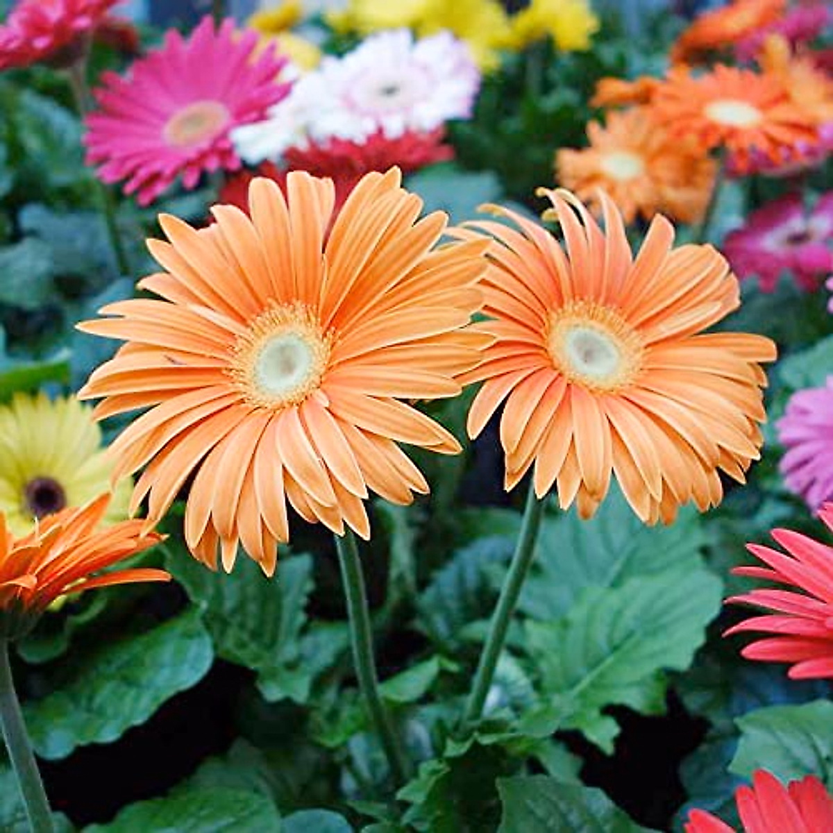 Gerbera Daisy Seeds Transvaal Daisy, Transvaal Daisy Perennial Cut Flowers Low Maintenance Patio Container Bed Border Outdoor 100Pcs Mixed Colors Flower Seeds by YEGAOL Garden