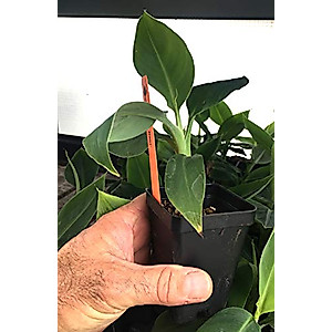 Grand Nain Chiquita Banana Tree - Live Dwarf Banana Plant