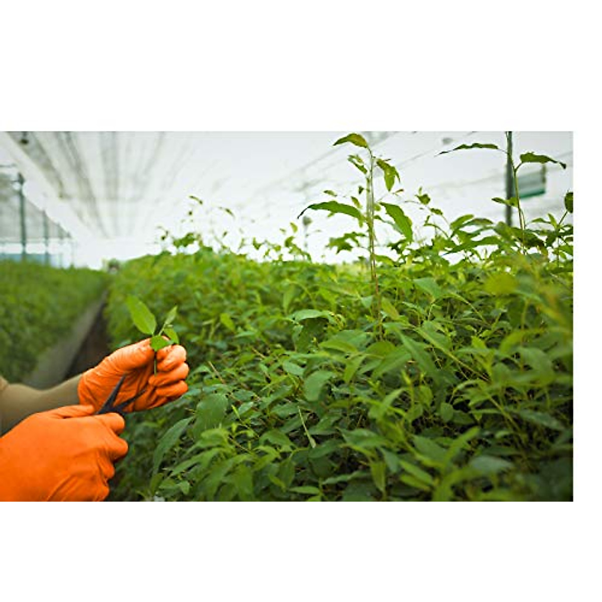 ASAP Orange Nitrile Powder Free Examination Gloves, Disposable, 4.5 mil, Orange (Box of 100) (Medium)