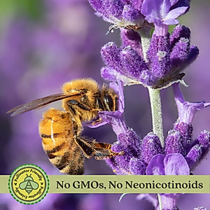 Clovers Garden English Lavender (Lavandula) Hidcote Blue Plants – Two (2) Live Plants – Non-GMO - Not Seeds - Each 4" to 8" Tall – in 4" Inch Pots - Compact Growth