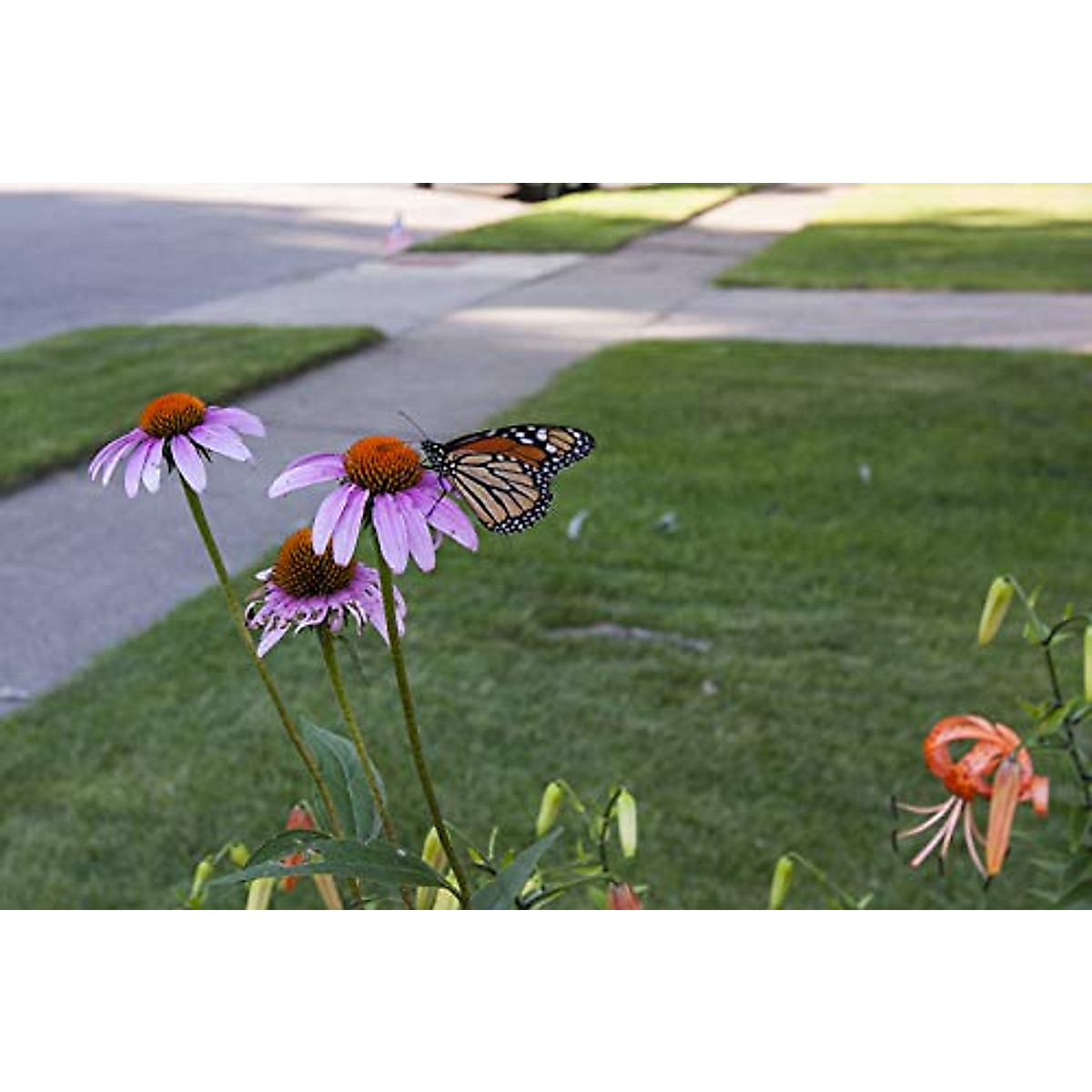 Purple Coneflower Seeds, Over 5300 Echinacea Seeds for Planting, Non-GMO, Heirloom Flower Seeds
