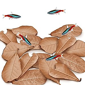 JOR 60 Pack Mini Catappa Indian Almond Leaves for Neon Tetra, Dried Leaf for Spawning, Perfect Hiding Spot, Create Brackish Habitat for Tropical Fish Like Guppy, Platy, Tiger Barb, Discus, Gourami