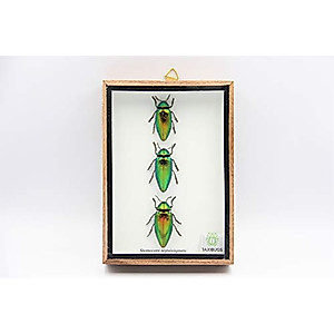 TAXIBUGS Jewel Beetle Mounts Insect Animals Taxidermy in Framed (3 Sternocera Aeguisignata Closed Wings)