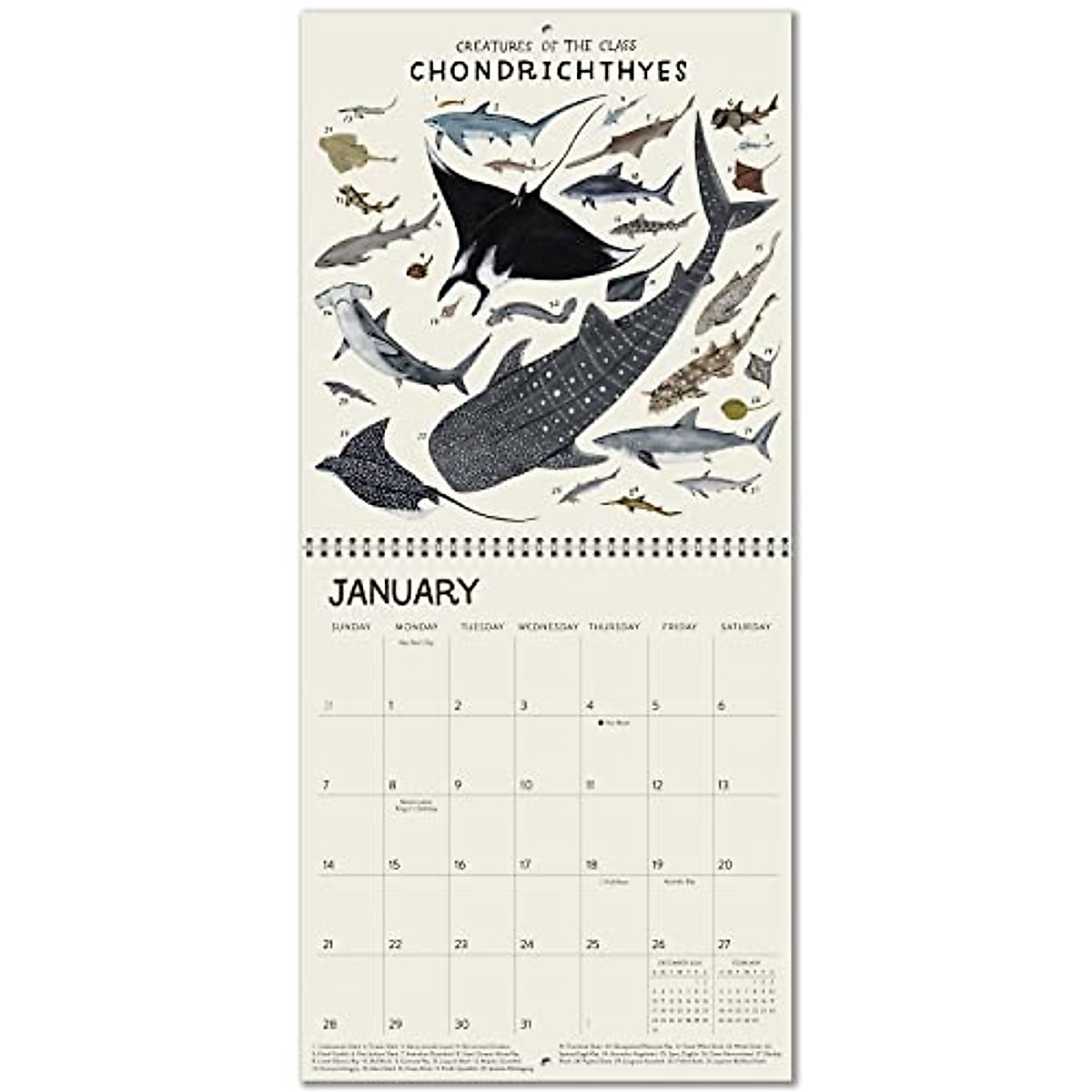 High Note 2024 Monthly Wall Calendar Planner, 16-Month Art Calendar: September 2023 - December 2024, 11" x 12" - Orders of The Animals
