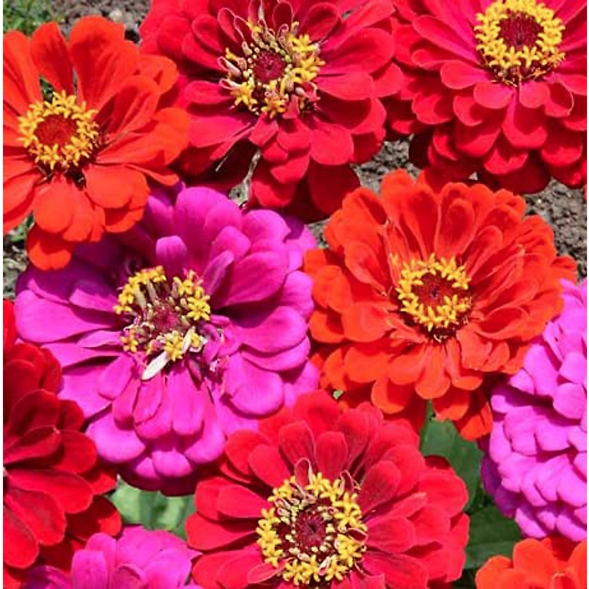 Zinnia "Merlot Mix" Flower Seeds for Planting, 200+ Flower Seeds Per Packet, Meteor, Purple Prince and Scarlet Flame Zinnias, Non GMO & Heirloom Seeds, Botanical Name: Zinnia elegans