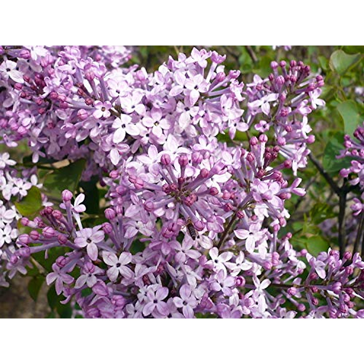 50+ Mixed Lilac Tree Seeds Fragrant Flowers Flower Perennial Bush Bonsai Plants