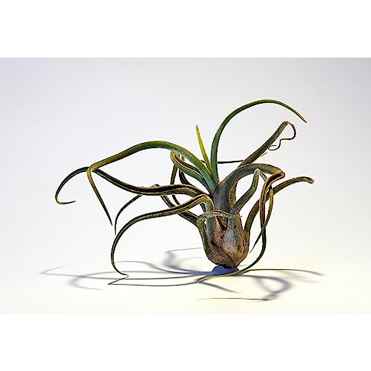 Octopus Air Plant, Caput Medusae Giant Air Plant (3PK), Tillandsia Air Plants Live Houseplants Bromeliad Terrarium Indoor Plants Live Plants Indoor House Plants for Air Plant Holder by Plants for Pets