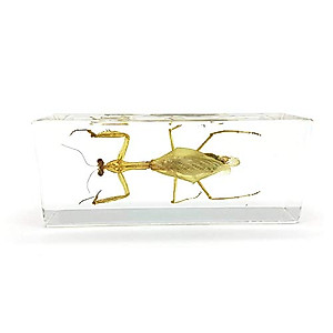 Praying Mantis(Mantis)(rearhorse) Paperweight Specimen Science Education Specimens(4.4x1.6x1.1")