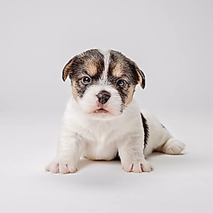 PetAg Esbilac 2nd Step Puppy Weaning Food - With Natural Milk Protein, Vitamins, and Minerals for 4-8 Week-Old Puppies - 14 oz Powdered Mix