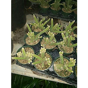 Rat Tail Cactus Plant