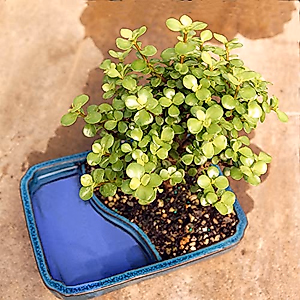 Brussel's Live Dwarf Jade Indoor Bonsai Tree in Water Pot - 5 Years Old; 6" to 10" Tall with Humidity Tray & Deco Rock