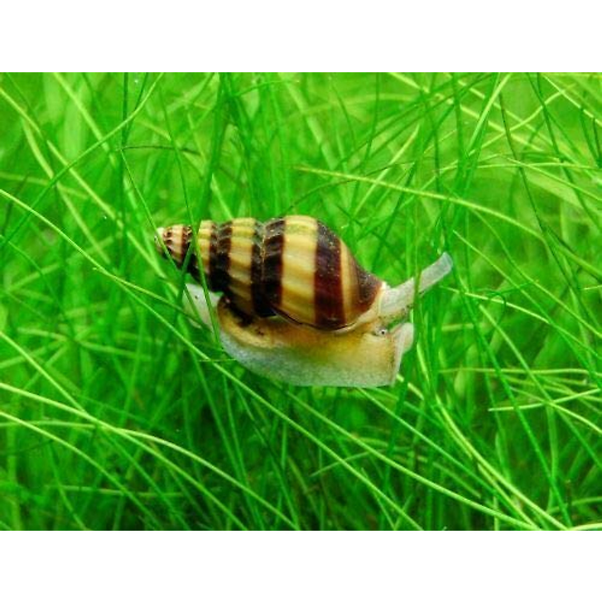 Assassin Snails - 10 Pack