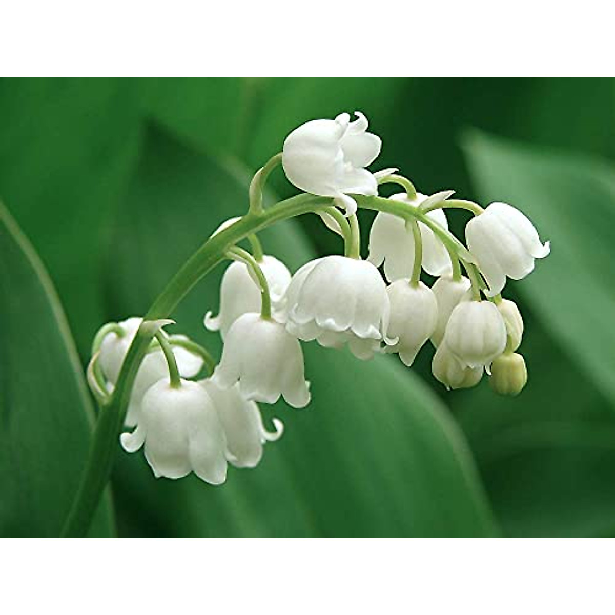 Herb & Root Lily of the Perfume for Oil Roll On for Women | Light, Fresh, Airy Classic Muguet Fragrance | Long-Lasting and Clean Perfume | Alcohol Free
