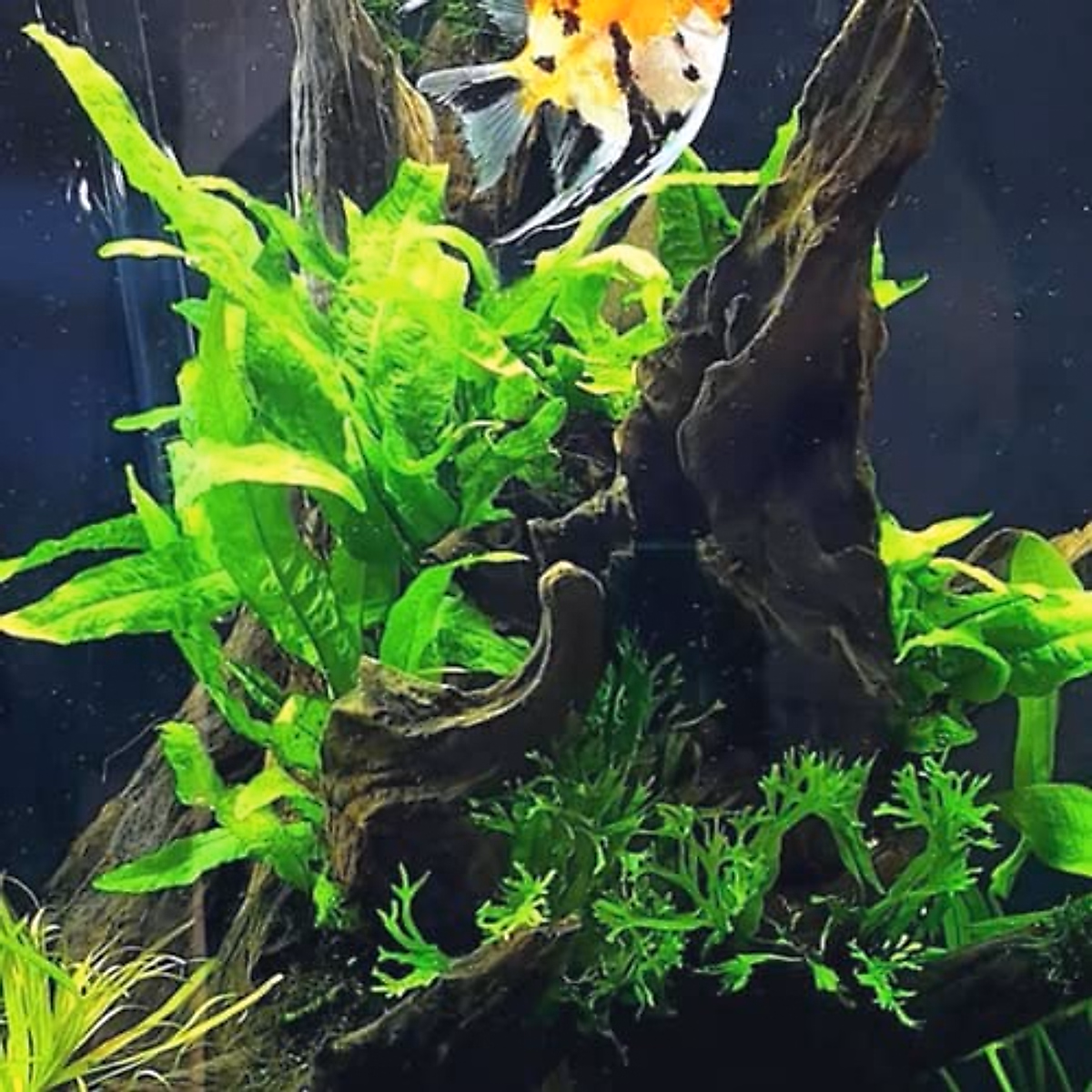 Mainam 2 Different Java Fern Windelov Java Fern Tropical Freshwater Live Aquarium Plant Decorations 3 Days BUY2GET1FREE