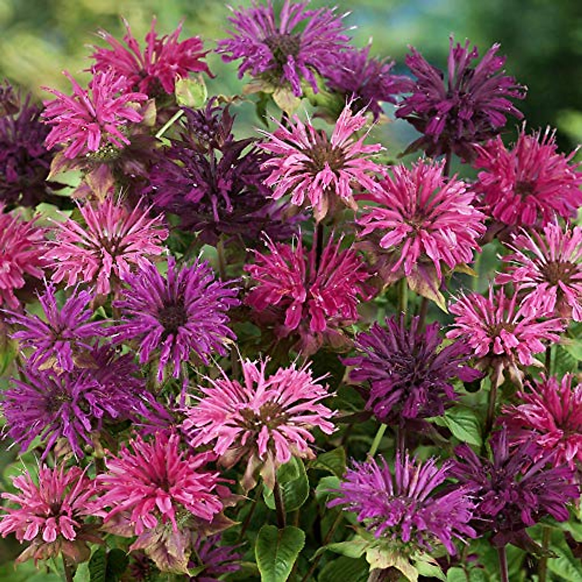 Outsidepride Monarda Didyma Bee Balm Flower Seed Mix for Butterflies, Hummingbirds, & Pollinators - 500 Seeds