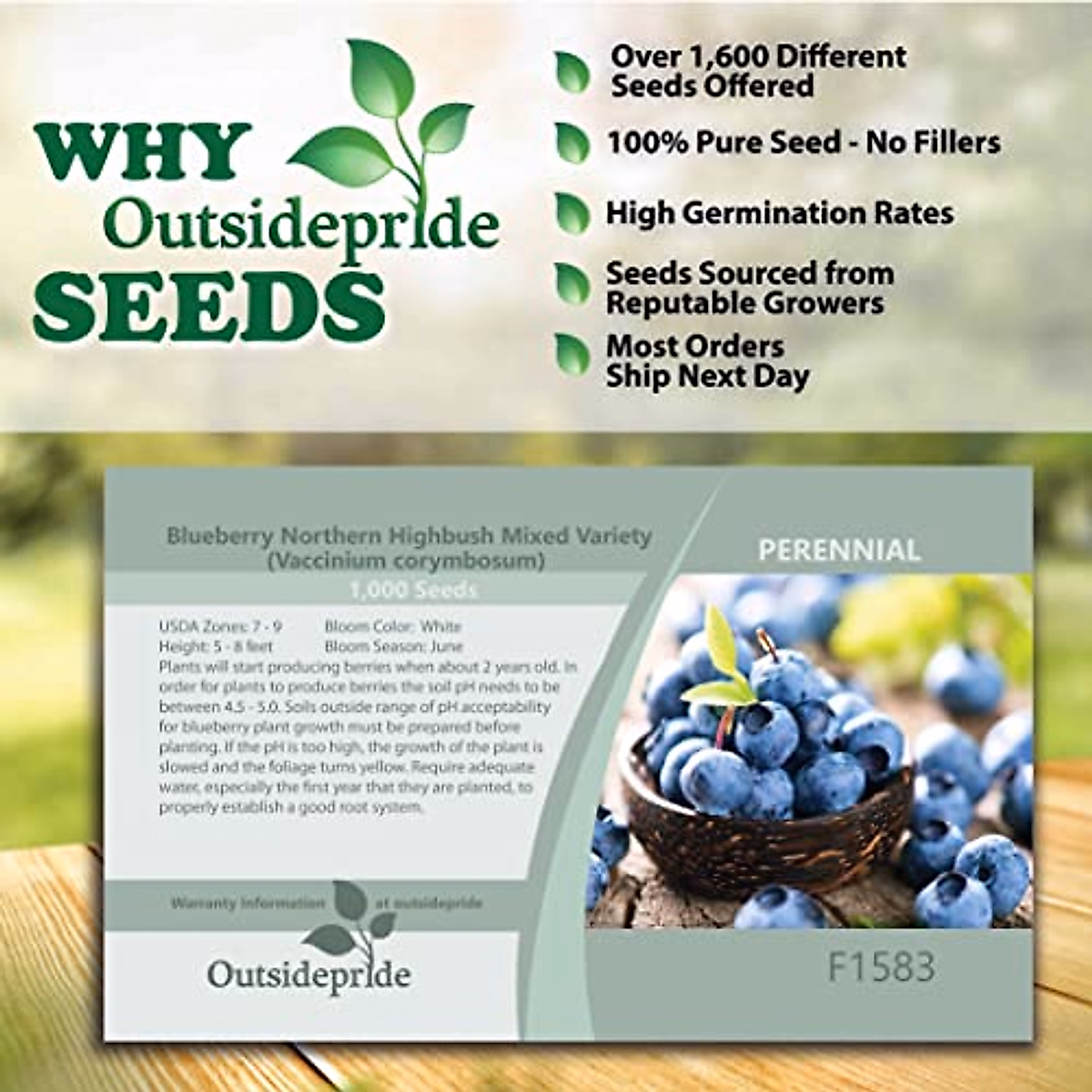 Outsidepride Perennial Northern Highbush Blueberry Fruit Garden Plants - 1000 Seeds