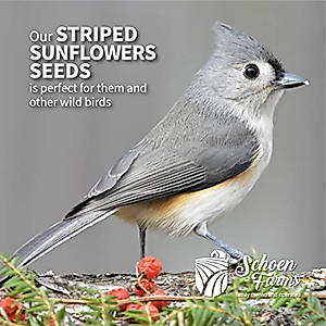 Schoen Farms Sunflower Kernels and Chips Hearts (4 LBS)